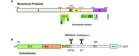 Domain Arrangement Of Sars Cov 2 A Domain Arrangement Of Structural Download Scientific