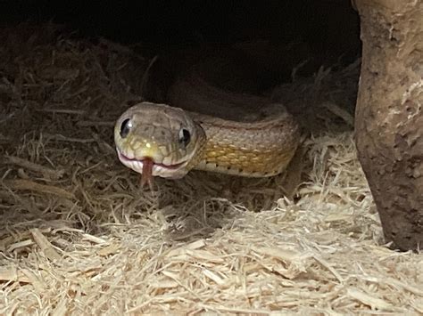 Hello Hooman R Sneks