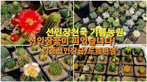 선인장천국 기쁨농원 선인장꽃 구경하세요 기쁨농원 선인장전문 난봉옥금 선인장금 Youtube