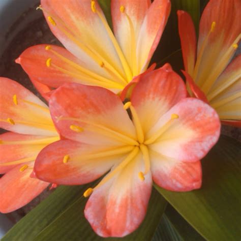 Peihong Zhang Liaoning Technical University Fuxin Lntu College Of Business Administration