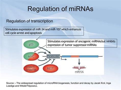 Mirna Biogenesis Function And Regulation