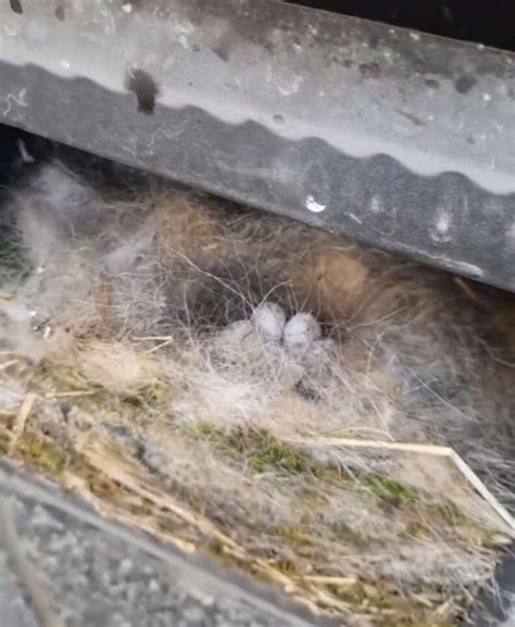 Woman Goes To Check Mailbox And Discovers A Babe Family Living Inside The Dodo