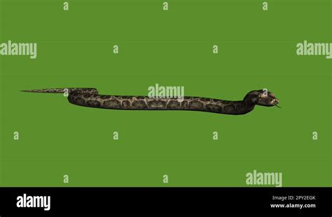 Snakeandjungle Carpet Python Slide Attacksliding Decorative Non Venomous Stock Video Footage Alamy Snakeandjungle Carpet Python Slide Attacksliding Decorative Non Venomous Stock Video Footage Alamy