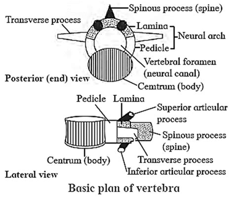 Notes Part 2 Class 11 Science Biology Chapter 16 Skeleton And Movement