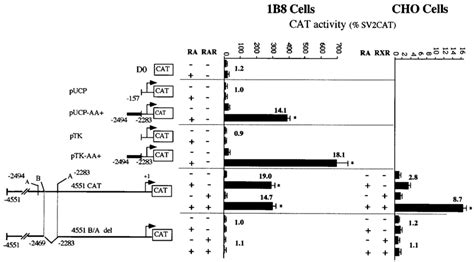 Deletion Of Bp 2469 To 2283 In The Rat Ucp Gene Abolishes Retinoic Acid Download Scientific