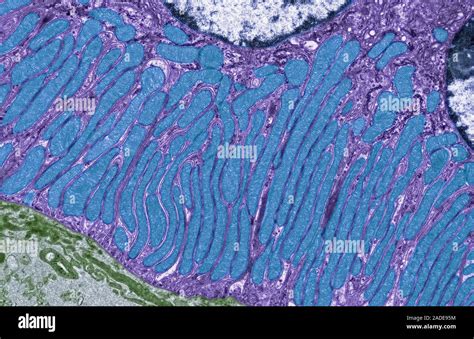 Mitochondria Coloured Transmission Electron Micrograph Tem Of Mitochondria Blue From A