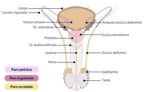 Samenleiter Ductus Deferens Medi Know