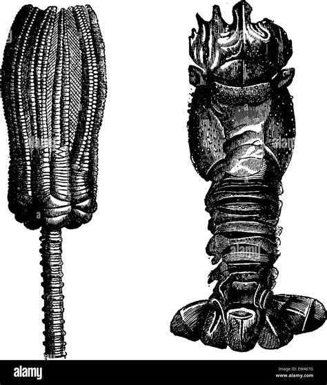Fig 275 Echinoderms And Crinoids Fig 276 Crustaceans Triassic Period Vintage Engraved