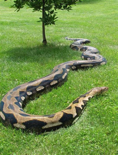 Reticulated Python Big Nasty Aggressive Nature Pinterest The O