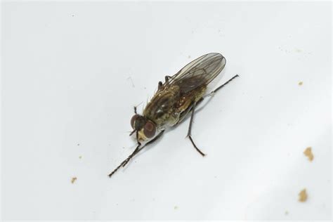 Lispe From North Aegean Region Greece On July 8 2023 At 12 39 Am By Σάββας Ζαφειρίου Savvas