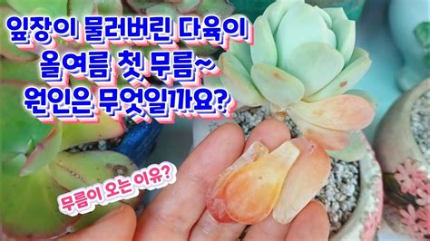 잎장이 물러버린 다육이~~올여름 첫 무름원인은 무엇일까요 Youtube