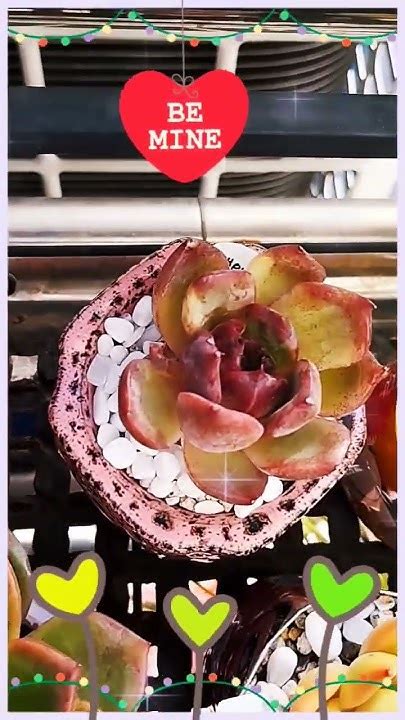 아침햇살 찰칵 큐티 걸이대다육이 Youtube