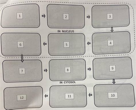 Solved Gene Expression Worksheet Directions Carefully Cut