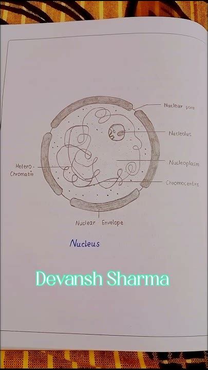 Nucleus Diagram Science Nucleus Diagram Class 9 Youtube