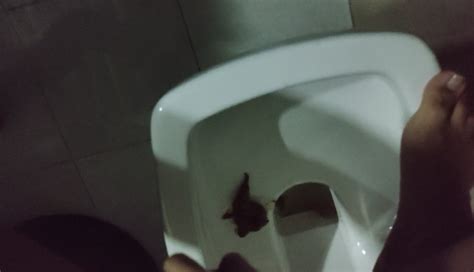 Diarrhea Video Thisvid Com