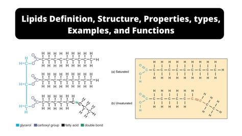 Lipids Definition Structure Properties Types Functions Examples