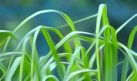 잔디 배경 풍경 Pixabay의 무료 사진 Pixabay