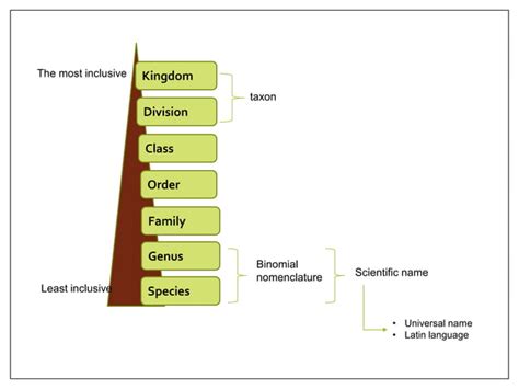 1 Botanical Classificationppt Agriculture Industries