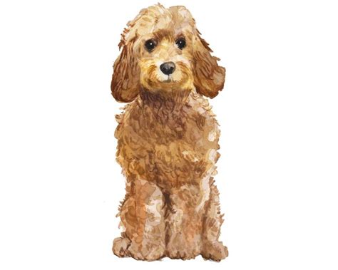 Cockapoo Dog Wall Decal Golden Etsy Cockapoo Lakeland Terrier