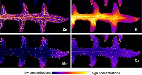 Laboratory Micro X Ray Fluorescence µxrf Maps Of Zn Mn K And Ca Of
