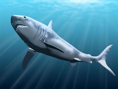 Megalodon Wikipedia