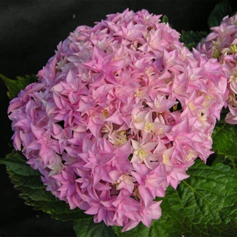 Hydrangea Macrophylla Double Delights Perfection Big Leaf Hydrangea