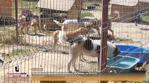 Казанлък инфо Проведоха кампания за набиране на храна за кучета
