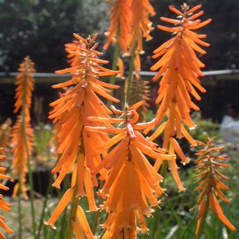 Perennials By Colour Orange Flame Dorset Perennials