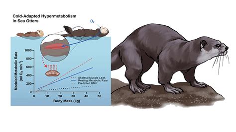 Adaptive Thermogenesis In Sea Otters Cer