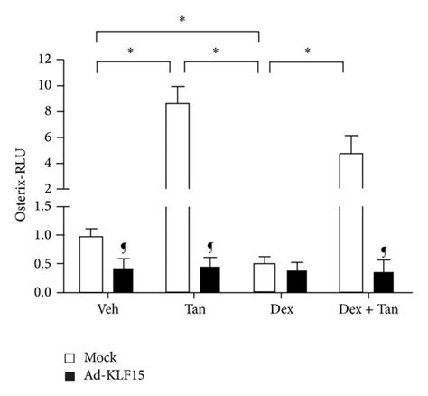 Regulation Of Differential Genes By Klf15 And Involvement Of Osterix In