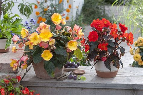 Begonia Tuberhybrida Tuberous Begonia License Image 12187701 Image Professionals