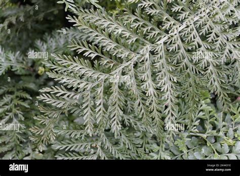 The Hybrid Spleenwort Plants Also Known With Scientific Name Asplenium Dimorphum X Difforme