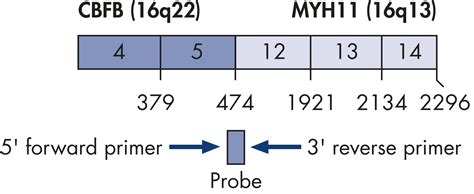 Ipsogen Cbfb Myh11 A Kit