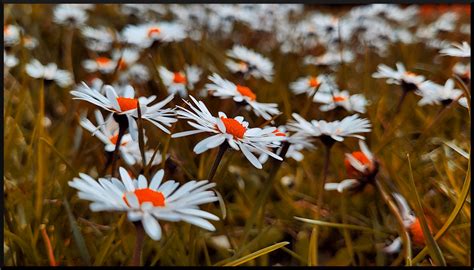 Teaghlach Ii By Delightfuldolphin On Deviantart