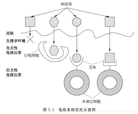 一文搞懂什么是免疫算法immune algorithm【详细介绍】 知乎