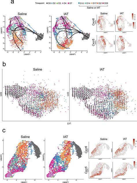 Multiple Computational Approaches For Trajectory Inference Of PbTII