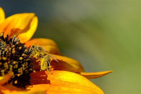 Miel De Abeja Flor Foto Gratis En Pixabay