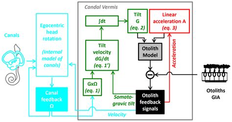 Kalman Filter Model Of Optimal Processing Of Vestibular Signals Download Scientific Diagram