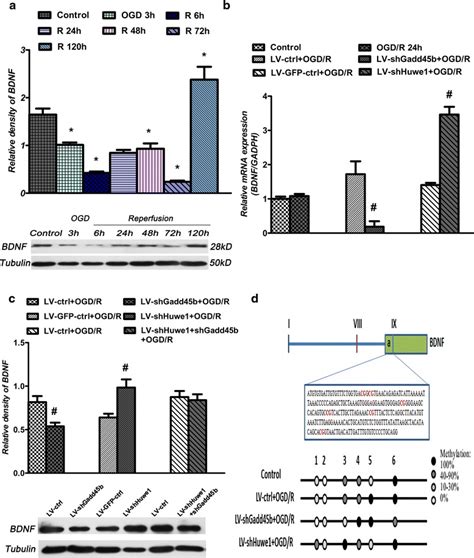 huwe1 interacts with gadd45b under oxygen glucose deprivation and