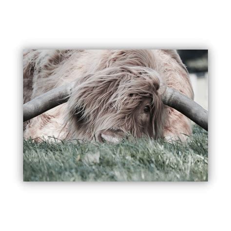 Highland Cow On Green Grass Mem Prints