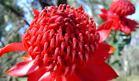 Waratah Australian Native Plants Nsw National Parks