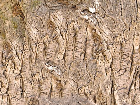 Tree Trunk Texture 42528053 Stock Photo At Vecteezy