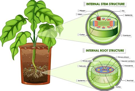 Diagram Showing Stem And Root Structure 2036247 Vector Art At Vecteezy