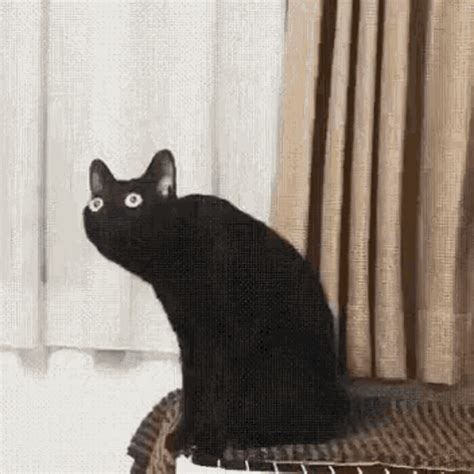 Surprise  Surprise Discover And Share S