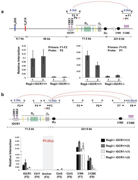 Ctcf Binding Elements Mediate Control Of Vdj Recombination