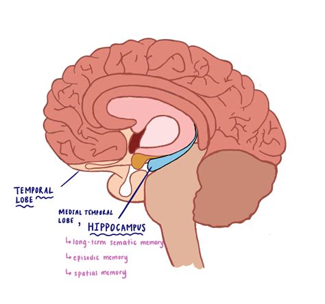 Neuro Navigation Hippocampuss Role In Spatial Cognition