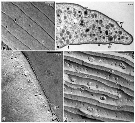 Apicomplexans Under Microscope