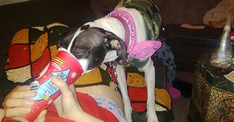 Ever Since Tim Hortons Added The Dark Roast Coffee Suki Goes Crazy For