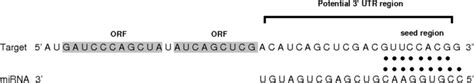Schematic Illustration Of The Strategy Used To Predict Mirna Targets Download Scientific Diagram