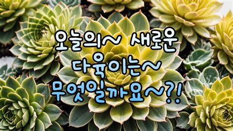 🌸new🌸다육5만원이상🎁무료배송🎁 Youtube